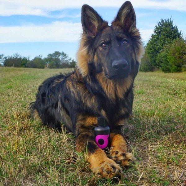 SHOO Natural Dog Shampoo (Organic Eucalyptus) | Vegan Concept HK